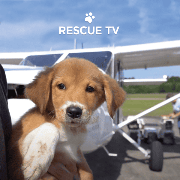 NDLB – No Dog Left Behind